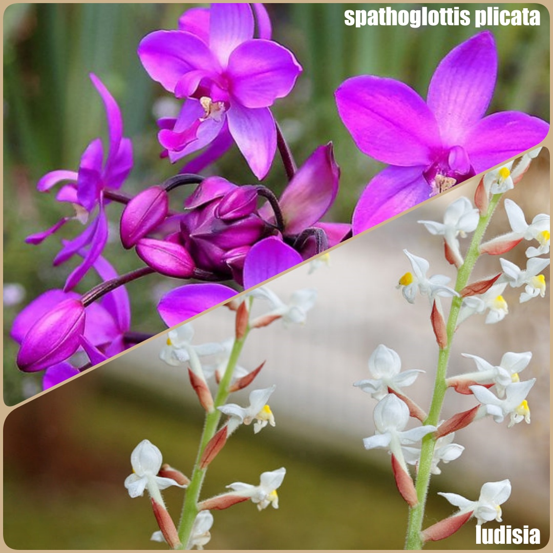 10 plantas com flores para ornamentar a casa